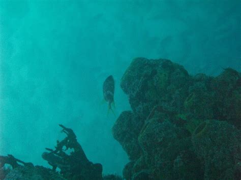 Holocentrus From Frederiksted St Croix 00840 Usvi On December 29
