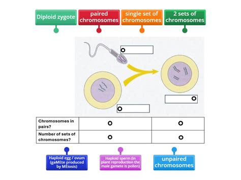 Fertilisation Labelled Diagram