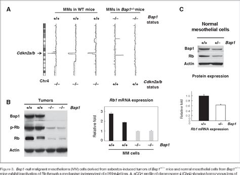 Figure 1 From Germline Mutation Of Bap1 Accelerates Development Of Asbestos Induced Malignant