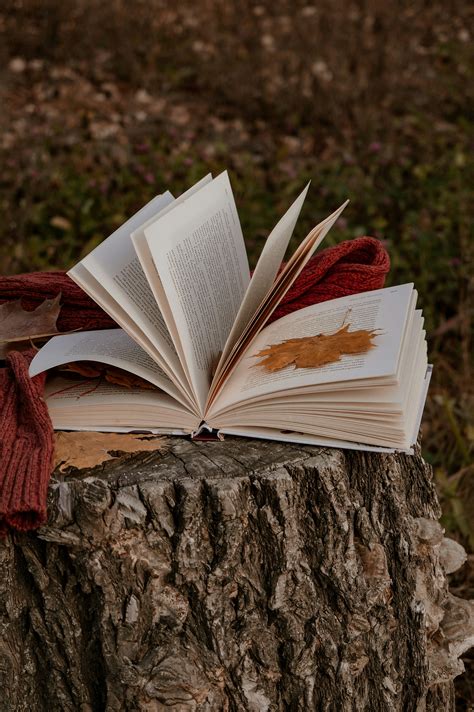 An Open Book Sitting On Top Of A Tree Stump Photo Free Calm Image On