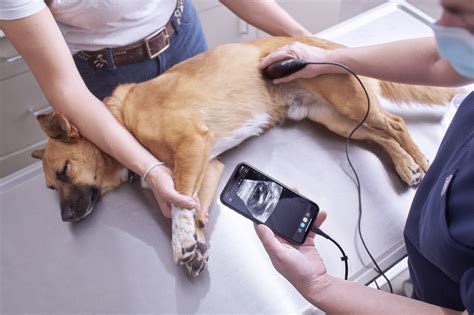 Butterfly The Fear Free Pocus Guidelines Are Here The Contemporary