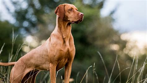 How Often Should You Wash A Vizsla