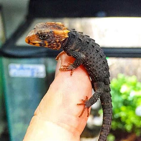Red Eyed Crocodile Skink Caresheet Tmbi