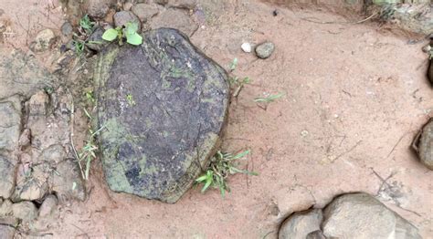 Rock With Shurbs 3d Model Cgtrader