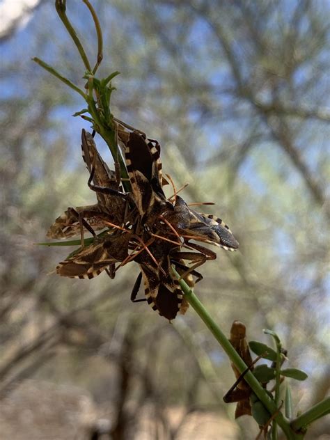 Mozena From La Paz Bcs Mx On August 3 2023 At 1111 Am By Carlos