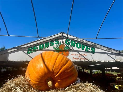 Fls Largest Pumpkin At 868 Pounds On Display At Tampa Pumpkin Patch