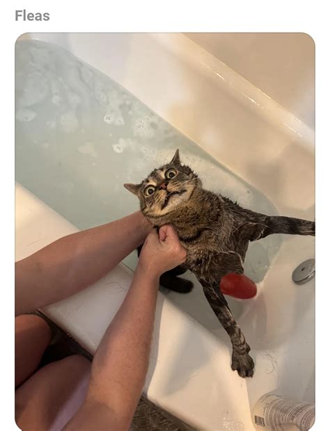 20 Sassy Cat Memes That Prove Cats Have Zero Chill Funny