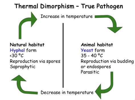 Biology 121 Lecture 8 Flashcards Quizlet