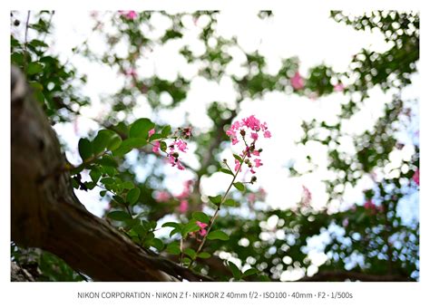 날 좋아져서 백일홍 찍고 왔습니다 사진 갤러리 에펨코리아