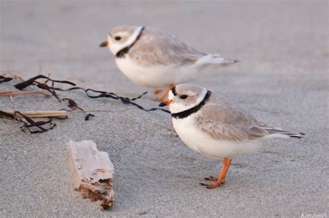 The Piping Plover Project Dedicated To Piping Plover Conservation