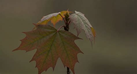 What Are The Primary Human Health Effects Of Inhaling Ground Level