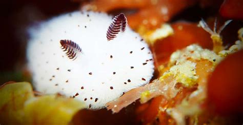 Jorunna Parva Conheça O Coelho Marinho Aquaa3 Aquarismo