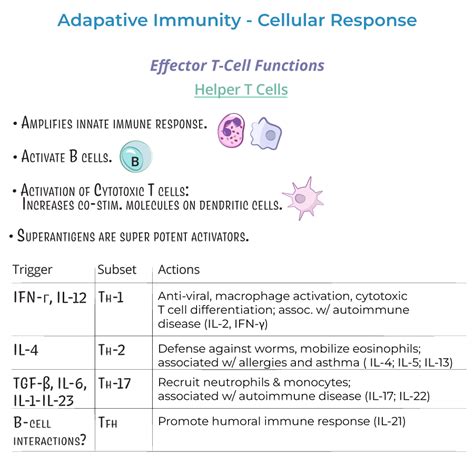 Clinical Pathology Glossary Adaptive Immunity Cellular Response