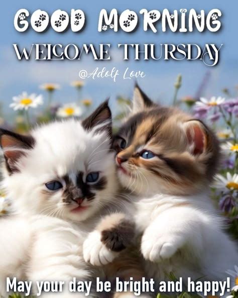 Thursday Cat Memes