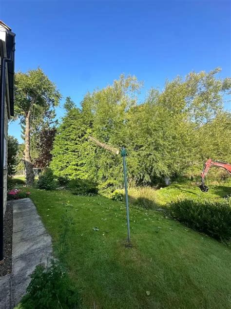 Safe Removal Of A Large Lime Tree In Norton Malton Drl Tree Care