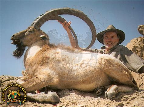 Sindh Ibex Hunting Thrilling Hunts In Pakistans Mountains