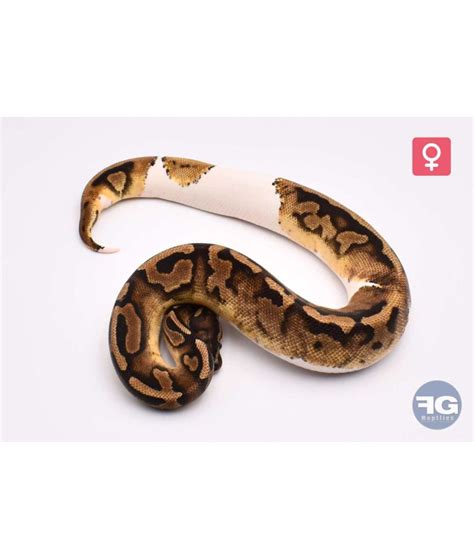 Achat Python Royalpython Regius En Ligne Fg Reptiles