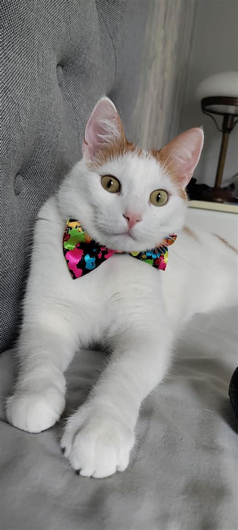 Dapper Little Buddy Rcats