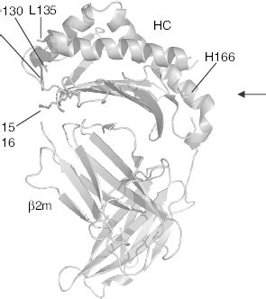 Structure Of The Extracellular Part Of The Neonatal Fc Receptor Fcrn