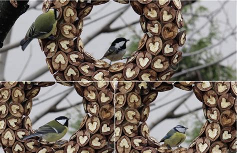 Three Tit Species At The Same Spot Coal Tit Great Tit Blue Tit R