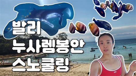 누사렘봉안 스노클링 투어 만타가오리 세마리나 봄 발리 누사렘봉안 Youtube