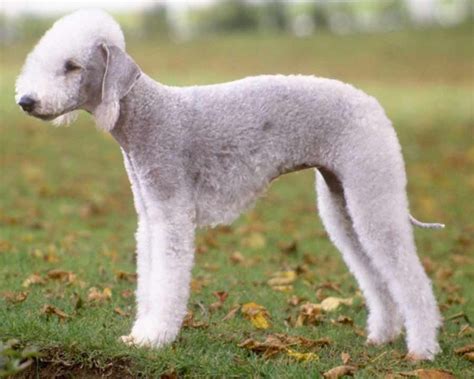Ungroomed Bedlington Terrier Puppies At Sebastian Vosz Blog