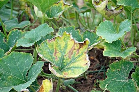 10 Common Melon Plant Diseases And What To Do About Them