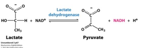 Biochemistry Chapter 3 Flashcards Quizlet