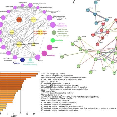 Functional Enrichment Analysis Of DE ARGs A ClueGO Analysis Of Download Scientific Diagram