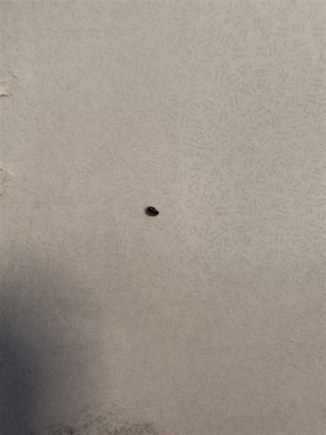 Identification Help R Bedbugs