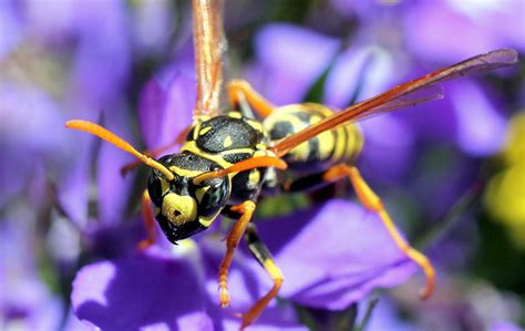 How To Identify Paper Wasps Faqs About Paper Wasps