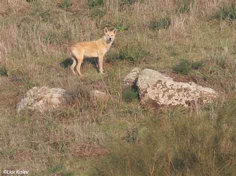 תצפית מגדיר תרגום שמות ציפורים יונקים זוחלים חיות בר ארץ ישראל צפרות אגמון החולה