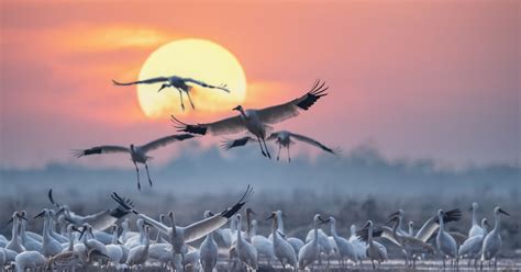 Ces 7 Oiseaux Migrateurs Rares Restent à Peine Quelques Semaines