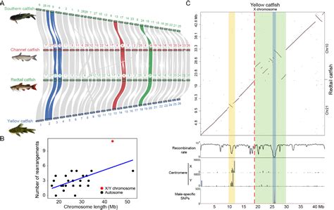 Researchers Reveal Origin And Chromatin Remodeling Of Young Xy Sex