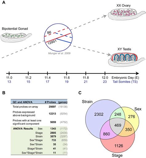 Time Course Analysis Of The Gonad Transcriptome During The 24 Hour