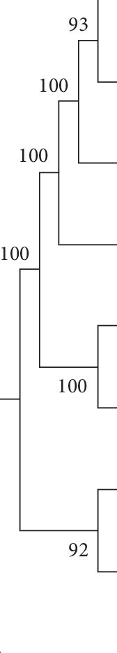 Llustrating A Phylogenetic Tree Of The Shortlisted Microorganisms Where