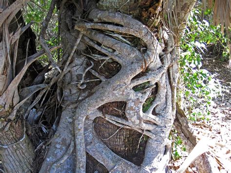 Strangler Fig Port St Lucie Botanical Gardens