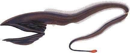 Pelican Eel Alchetron The Free Social Encyclopedia