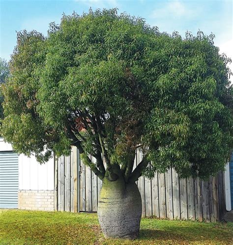 Brachychiton Queensland Bottle Tree 100l Hello Hello Plants