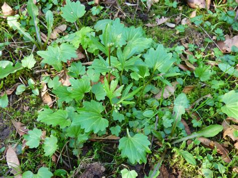 Wildflowers Toothworts