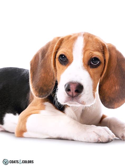 Beagle Coat Colors Coats And Colors