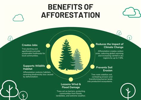 How Afforestation Can Help Reverse The Effects Of Deforestation
