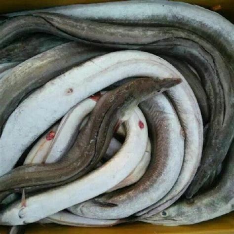 新鲜海鳗鱼多少钱一斤？ 惠农网