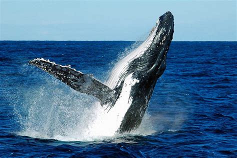 La Visita De Las Ballenas Jorobadas Vuelven A Samaná Con Sus