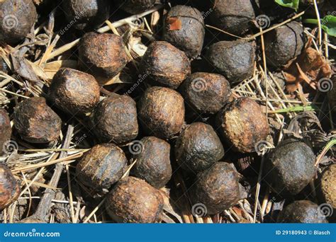 Rabbit Droppings Shit Poop Stone Rock Texture Green Moss Norway Stock