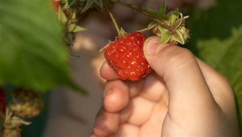Whats The Best Fertilizer For Raspberry Plants At Thomas Perkins Blog