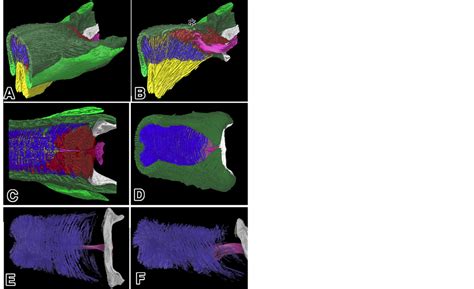 Three Dimensional Architecture Of The Mouse Tongue Muscles Using Micro