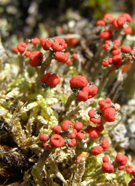 A Lichen And A Moss Life And Opinions Life And Opinions