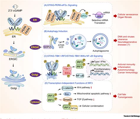 Figure 3 From Cellular Functions Of Cgas Sting Signaling Semantic