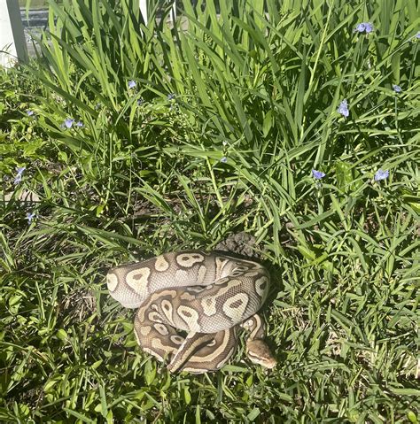 some time in the sun 🌞🌞 r ballpython